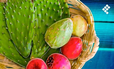 Nopal El Cactus Mexicano Con Múltiples Beneficios En La Salud Y