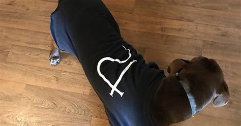 Bulldops Album On Imgur