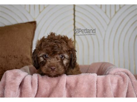 Cockapoo 2nd Generation Small Animal Red Id826 Located At Petland