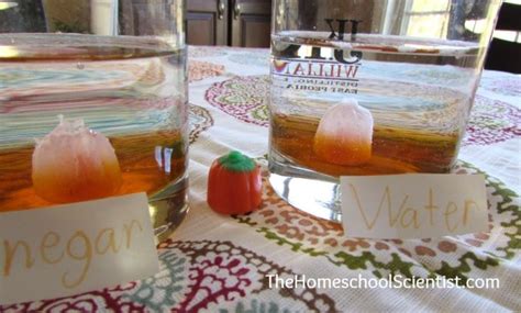 Pumpkin Candy Experiment The Homeschool Scientist