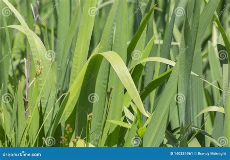 Tall Thick Grass Stock Image 140334961