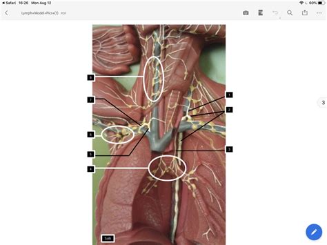 Lymphatic Model 2 Diagram Quizlet