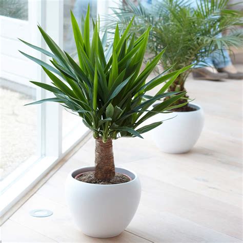 Yucca Plant In A Terracotta Pot Yucca Plant Indoor Yucca Care