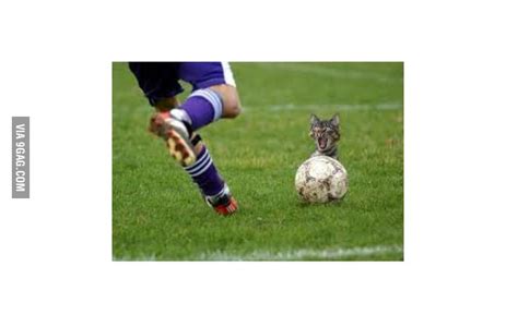 Dramatic Kitten 9gag