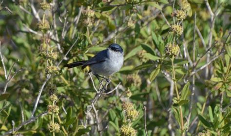Welcome Back California Gnatcatchers Cabrillo National Monument U