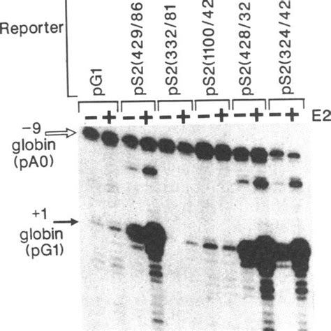 Pdf Estrogen Responsive Element Of The Human Ps2 Gene Is An
