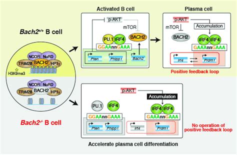 Accelerated Plasma Cell Differentiation In Bach2 Deficient Mouse B