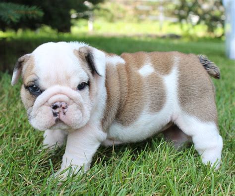 English Bulldog Puppies For Sale Huskerland Bulldogs Akc Registered