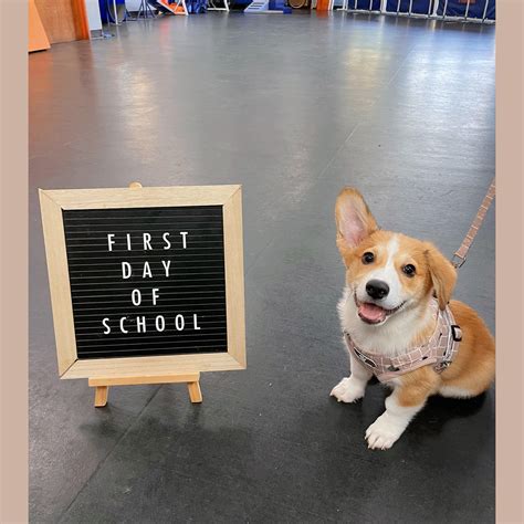 Tutu Went To School Today🤘 Rcorgi