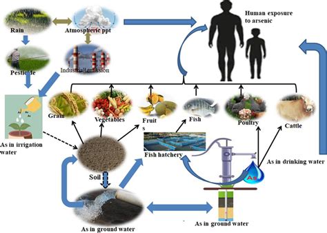 Human Food Chain Cycle