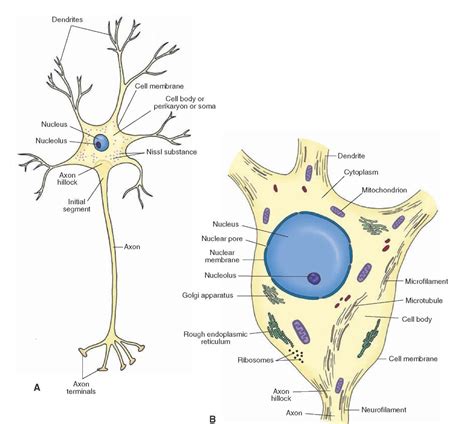 Nissl Bodies Diagram