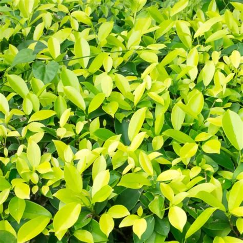 Ficus Panda Ficus Microcarpa Panda Plant Nursery Nisarga