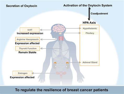 What Is Oxytocin And How Does It Affect The Body