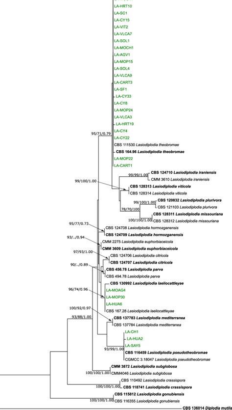 Maximum Likelihood Phylogenetic Tree Resulting From The Analysis Of