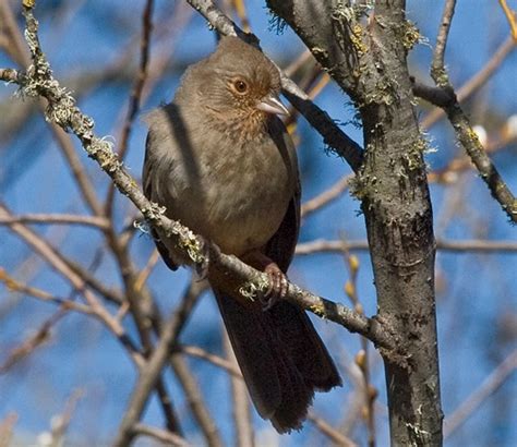 What Is A Passerine