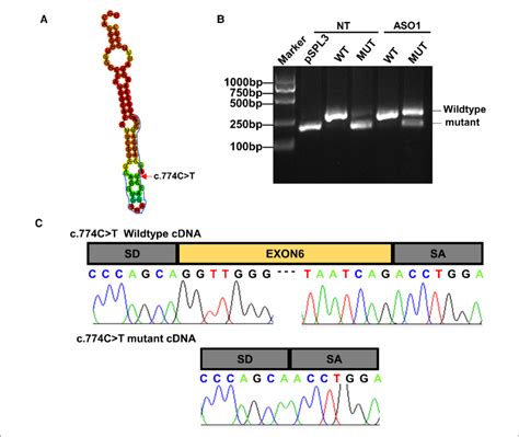 Antisense Oligonucleotide Partially Rescue The Exon Skipping Caused By Download Scientific