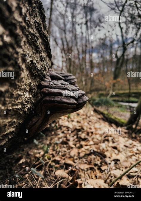 A Big Fungus Hanging From A Tree Trunk Stock Photo Alamy