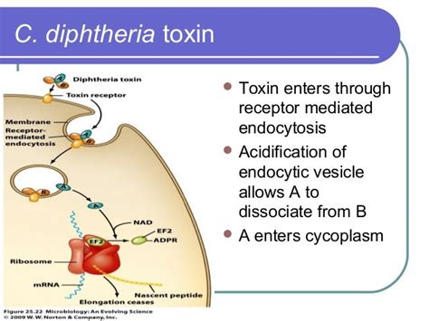 Corynebacterium Diptheriaemicrobiology