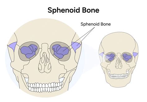 Orbital Surface Of Sphenoid