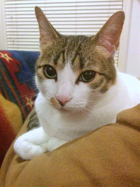 Bookfoolery Fiona Friday Izzy Bunny