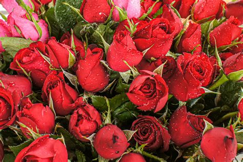 집 밖의 4k 바탕화면 4k 배경 경치 관상용 식물 꽃 꽃 바탕화면 꽃 배경 꽃 사진 꽃무늬 꽃잎 나뭇잎