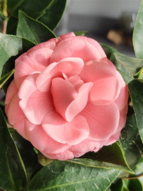 Hongyu Camellia Furniture And Home Living Gardening Plants And Seeds On