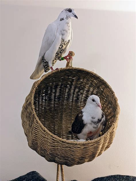 Adding 2nd Female To Pairs Cage Rpetpigeons