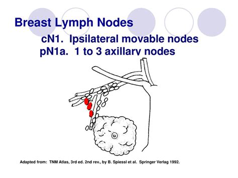 In The Know About Lymph Nodes Fields Ppt Download