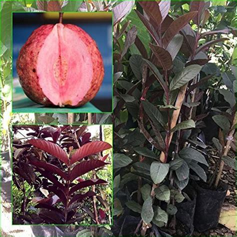 Red Guava Thai