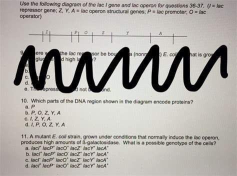 Solved Use The Following Diagram Of The Lac I Gene And Lac