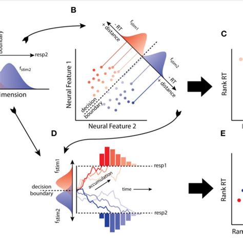 A The Model Of The Observer From Signal Detection Theory Sdt Maps Download Scientific