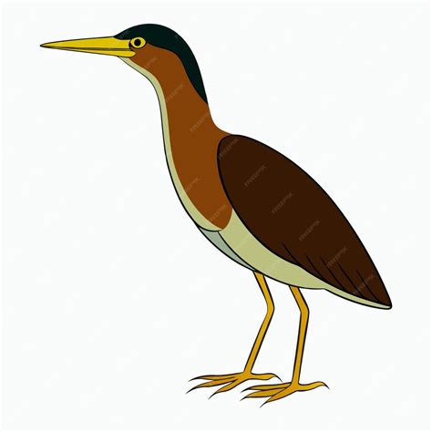 Vector Bittern Premium Ai Generated Vector