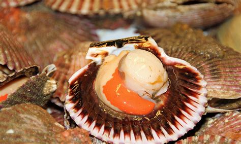 Małże św Jakuba Przepis Ze Słonecznej Chorwacji