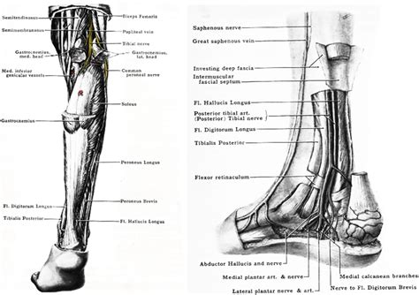 Current Concepts In Achilles Tendon Ruptures Clinics In Podiatric