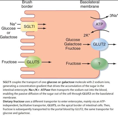 Glut2 Structure
