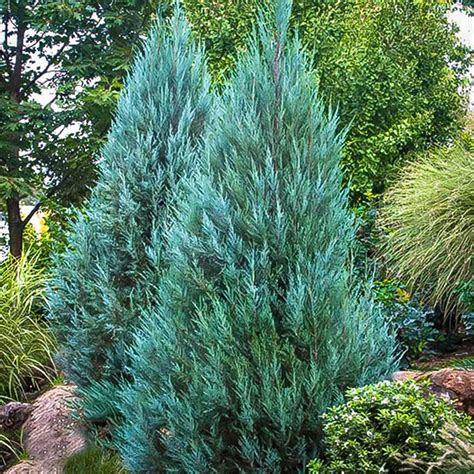 Juniper Blue Point John Renfroe Landscape Architect