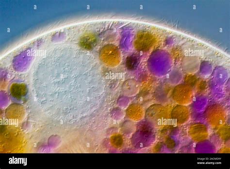 Nassula Protozoan Differential Interference Contrast Micrograph Of A