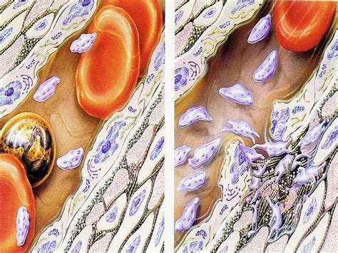 Platelets Physiology Ppt