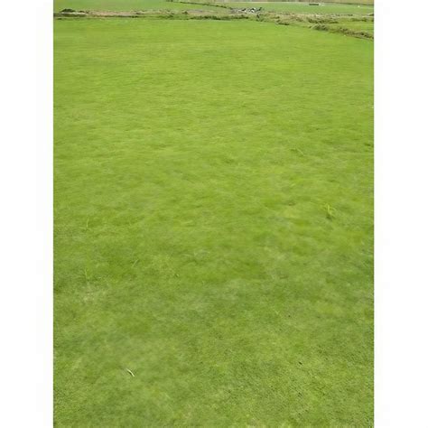 Cricket Ground Natural Grass At Rs 7square Feet Natural Grass In