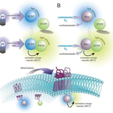 Resonance Energy Transfer Download Scientific Diagram