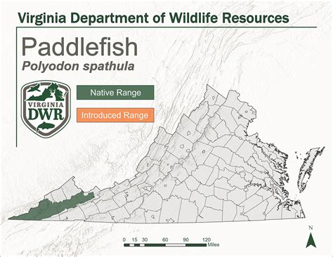 Paddlefish Virginia Dwr