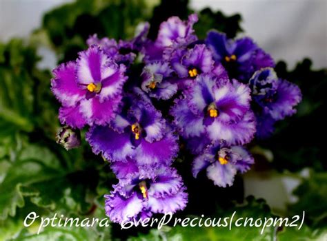 Optimara EverPrecious (Holtkamp) • Фиалочный Островок. Форум цветоводов ...