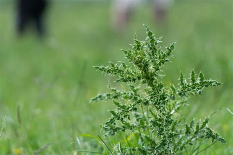 Californian Thistle Westag Trading