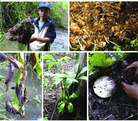 Figure Petiole Cross Section A Exudate From The Petiole B A Part