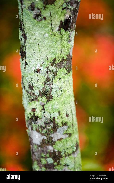 Tree Trunk With Moss Tree Patina Lichen Detail Coloured Nature Structure Tropics