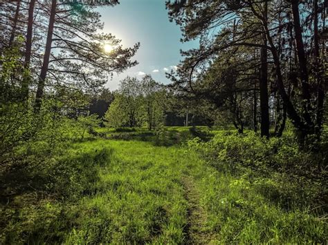 Premium Photo Green Landscape At Sunny Day Grass Trees Sky