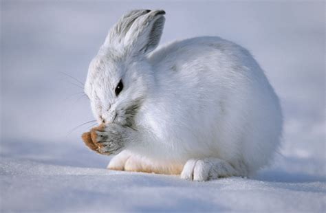 Snowshoe Hare Behavioral Adaptations At Pearlie Ruiz Blog