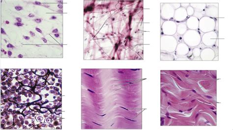 Connective Tissue Label Picture Part 1 Diagram Quizlet