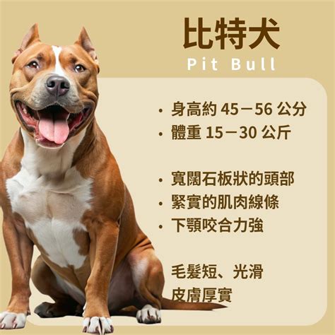 台灣唯一被禁止飼養的犬種：比特犬｜忠誠溫馴才是牠們的天性