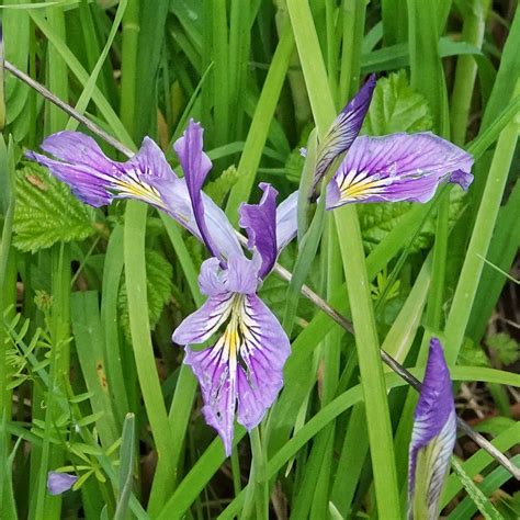 Iris Tenax 10000 Things Of The Pacific Northwest